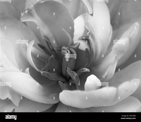 Detail Closeup Bloom Blossom Black And White Stock Photos Images Alamy