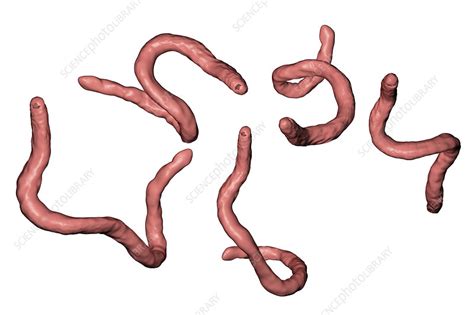 Ancylostoma Hookworm Illustration Stock Image F0247573 Science