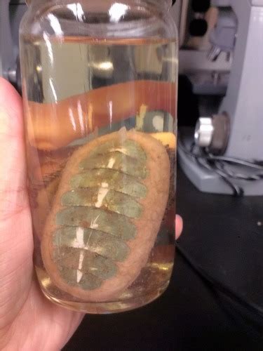 Phylum Mollusca Class Identification Flashcards Quizlet