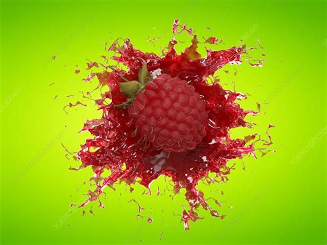 Raspberry splash, illustration - Stock Image - F029/0879 - Science ...