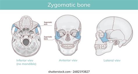 Zygomatic Bone Labeled
