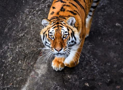 Premium Photo Beautiful Amur Tiger