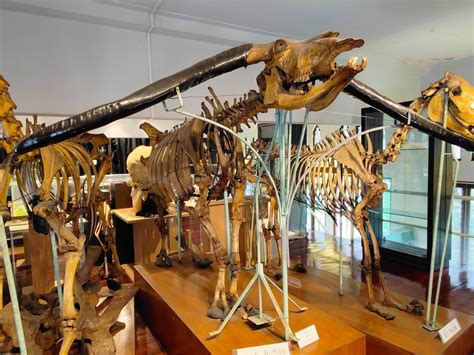 Chulalongkorn University Museum Of Natural History 1 Reviews By