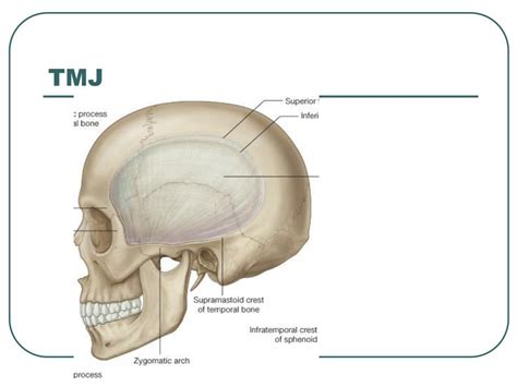 PPT TMJ Face Skull PowerPoint Presentation Free Download ID