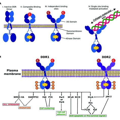 Cell Signaling Pathways Induced By Receptor Tyrosine Kinases Rtk