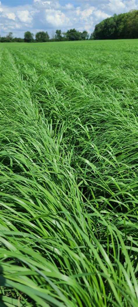 Kyle J Keller On Linkedin Teff Grass Is A Product We Are Excited About Developing In Both Our
