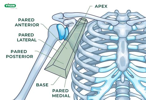 Abordaje supraclavicular por el Dr Carlos Salazar Campus Vygon España