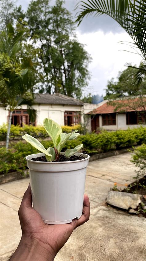 Tejashwini Kulkarni On Linkedin Greeninitiative Csr Bgsw Teamworkwins