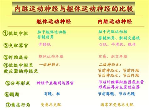 Ppt 内 脏 神 经 系 统 Visceral Nervous System Powerpoint Presentation Id