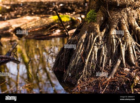 Many Small Roots Of A Tree That Stand In The Water Tree Roots In Water Stock Photo Alamy