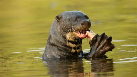 Cómo Son Las Nutrias De Río La Especie Que Ataca A Personas Y Perros En Alaska Infobae