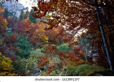 Autumn Leaves Nagatoro Autumn Leaves Festival Stock Photo 2243932749