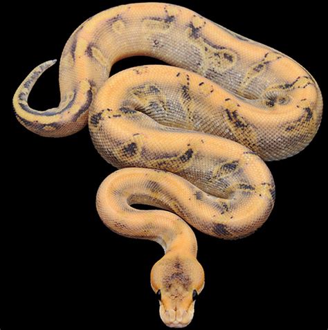 The Champagne Ball Python Morph Ultimate Exotics