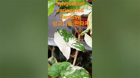 더그린가든센터 무늬싱고니움 판타지 Youtube