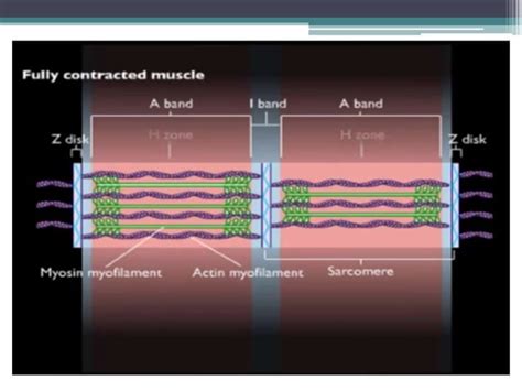 Excitation Contraction Coupling Pptx