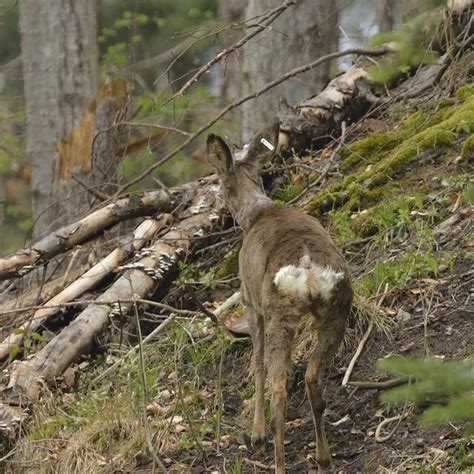 Adult Roe Deer Doe With Plastic Tag In The Right Ear We Hypothesize