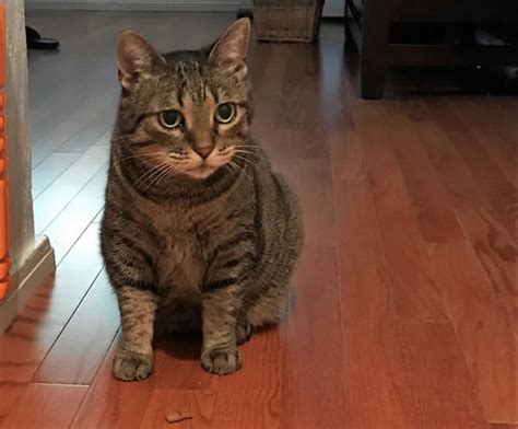 Heart Broken Kitty Lands On Her Feet