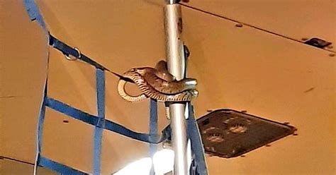 Tensión En Un Aeropuerto De La India Por La Irrupción De Una Serpiente