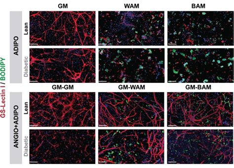 Three Dimensional Culture Of Vascularized Thermogenic Adipose Tissue