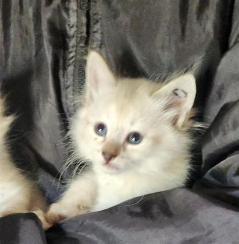 Ragdoll Siamese Beautiful Kittens In Boksburg Public Ads 183140