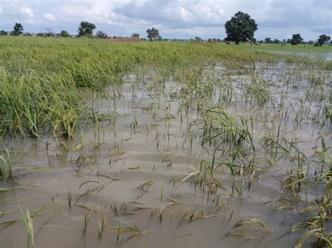 How Farmers Can Minimise Losses From Flooding Daily Trust