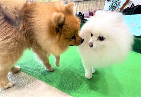 イベント一覧 アーカイブ Wancottワンコット 横浜｜犬と人のための大型複合施設
