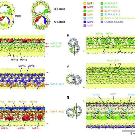 The Tubulin Lattice Of The Doublet Microtubule A The Surface Download Scientific Diagram