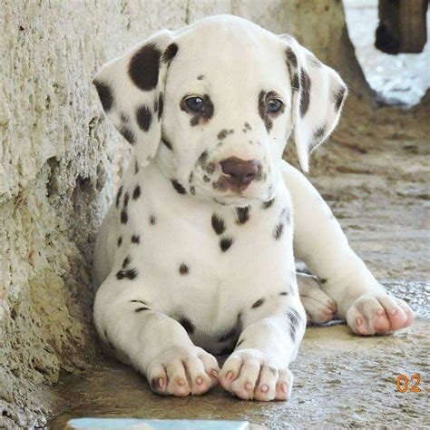 Dalmatas Cachorros Dalmata Pictures