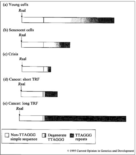 Simplified Model Of Human Terminal Restriction Fragment Trf Download Scientific Diagram