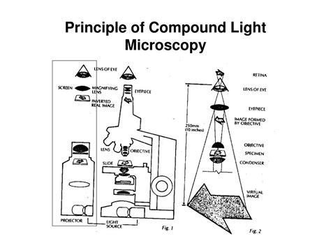 Ppt Basic Microscopy And Imaging Methods In Biomedical Engineering