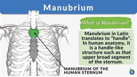 Manubrium Bone Manubriosternal Joint Bones Ligaments Movements