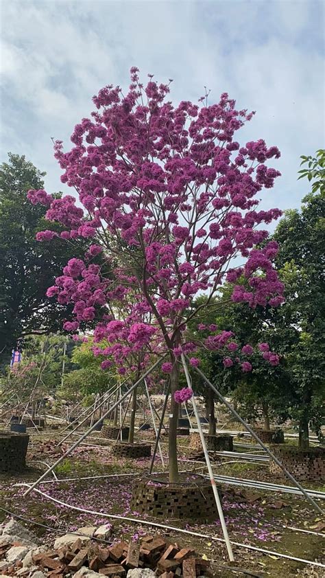 紫花风铃木2