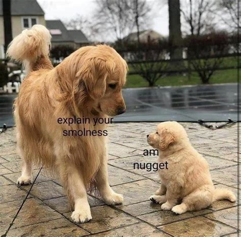 Cute Nuggie Rmxrmods