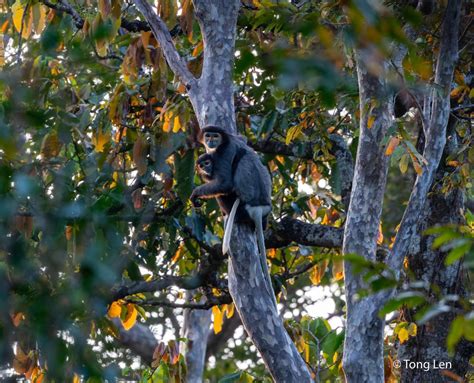 ដែនជម្រកសត្វព្រៃកែវសីមា មានផ្ទៃដីទំហំ ៣១៧ ៤៥៦ហិកតា មានទីតាំងស្ថិតនៅក្នុងខេត្តមណ្ឌលគិរី