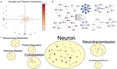Respirasome Proteins Are Regulated By Sex Hormone Interactions In The