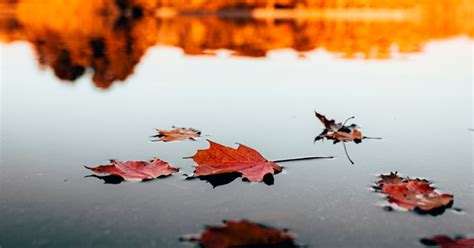 Перший день осені 2022 привітання в листівках