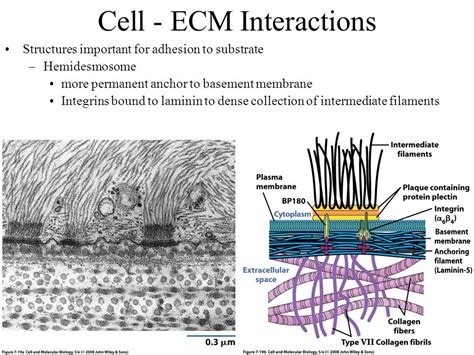 The Extracellular Space Ppt Video Online Download