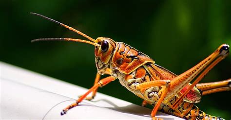 Grasshopper Symbolism Luck Growth And Spiritual Messages Ssp Daily
