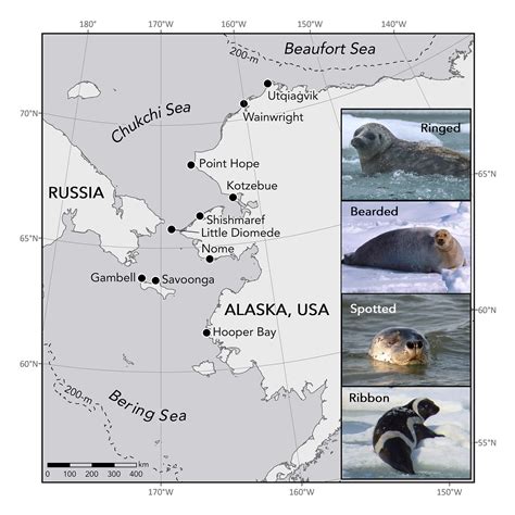 Artic Seal Websites Antarctic Seals List Pictures Facts