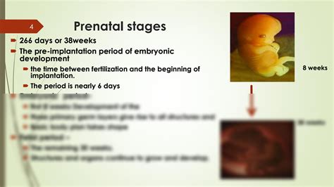 Solution Intoduction To Embryology Testis Spermatogenesis Nto Nto