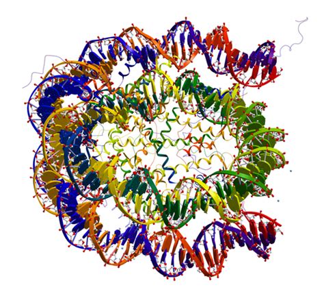 Dna Proofreading Cells Edit Dna Errors Jon Lieff M D