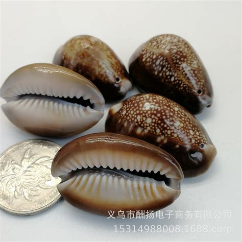 海螺如何打磨抛光 自己动手海螺工艺品 海螺变废为宝手工图片 大山谷图库