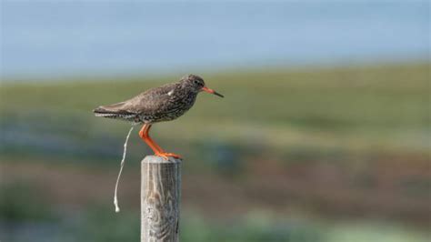 Descubren Un Nuevo Compuesto Contra El Cáncer En Heces De Pájaros