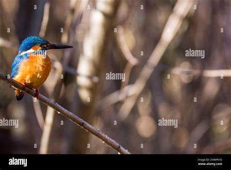 A Common Kingfisher Alcedo Atthis Also Known As The Eurasian