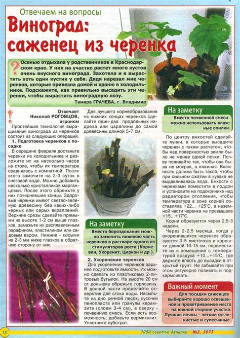 Виноград: саженец из черенка | Маленькие огороды, Органическое ...