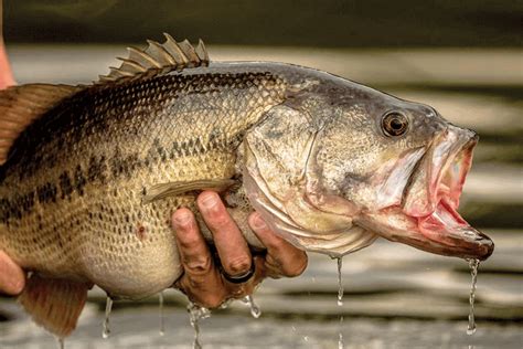 How To Catch Big Bass In The Summer Rep The Wild