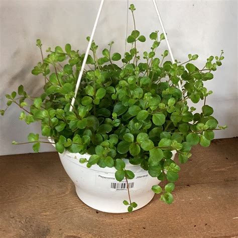 Peperomia Rotundifolia Jitterbug Plant Gather