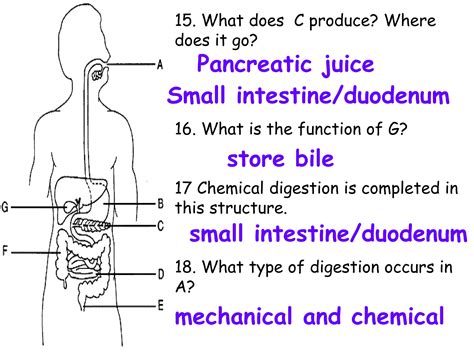 Digestive System Grade 5 Igcse Easy Notes Ppt