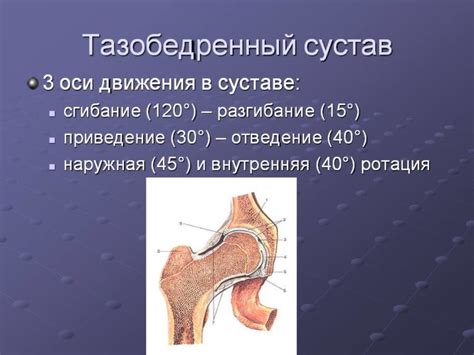 Движения в тазобедренном суставе сгибание разгибание отведение