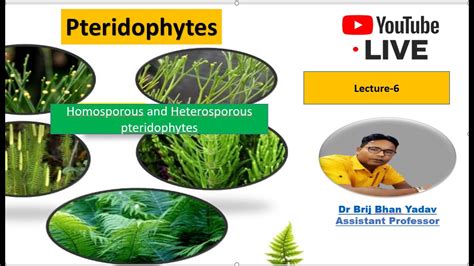 Pteridophyte Homosporous Heterosporous Lecture 6 Csir Point Life